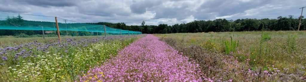 Center for Natural Lands Management | Native Seed Nursery