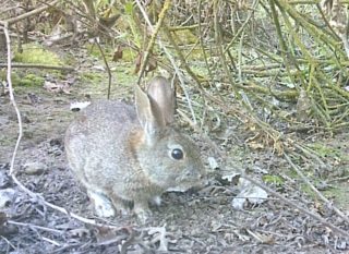 Center for Natural Lands Management | CNLM