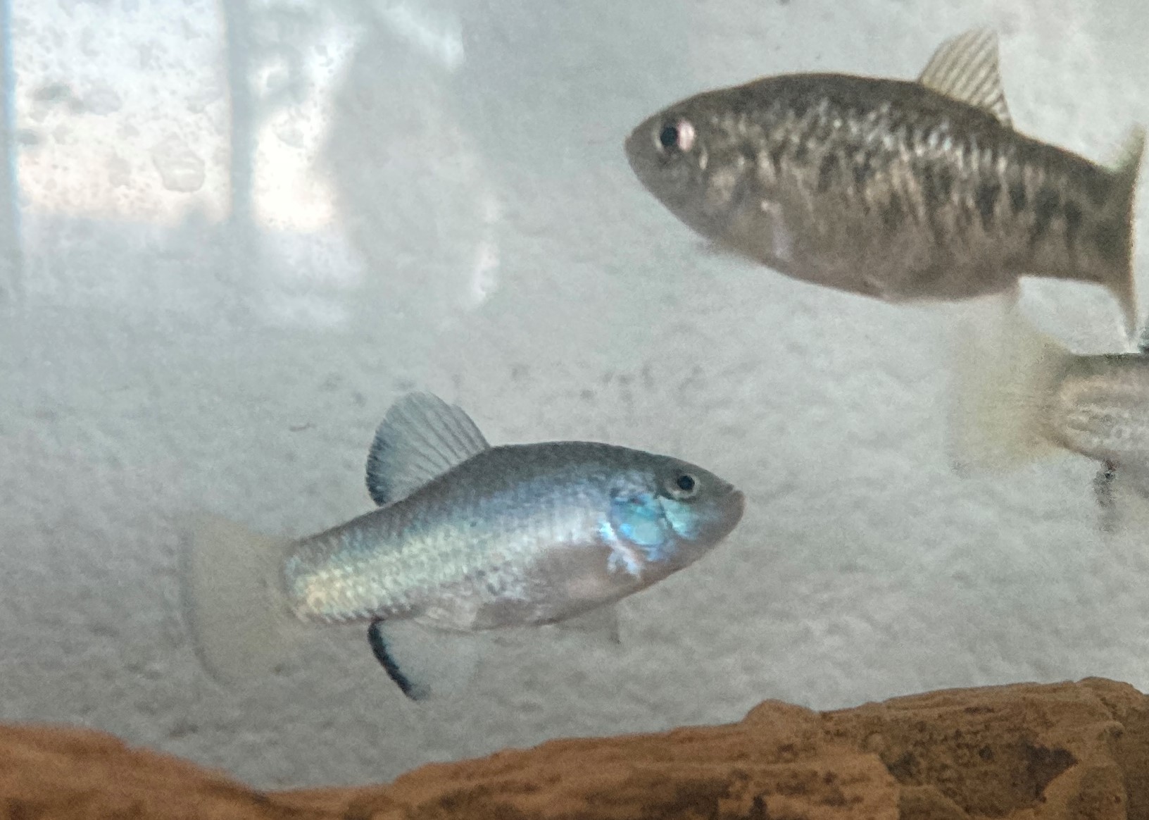 Center for Natural Lands Management | Thousand Palms Oasis